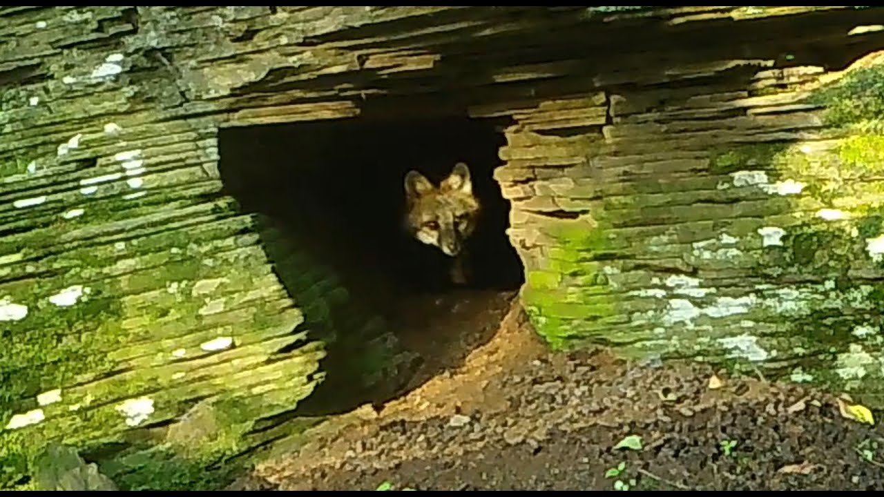 Summer Den 2024 - YouTube