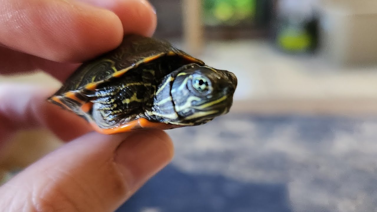 Northern Red Bellied Cooter!!!! New baby turtle!!! - YouTube