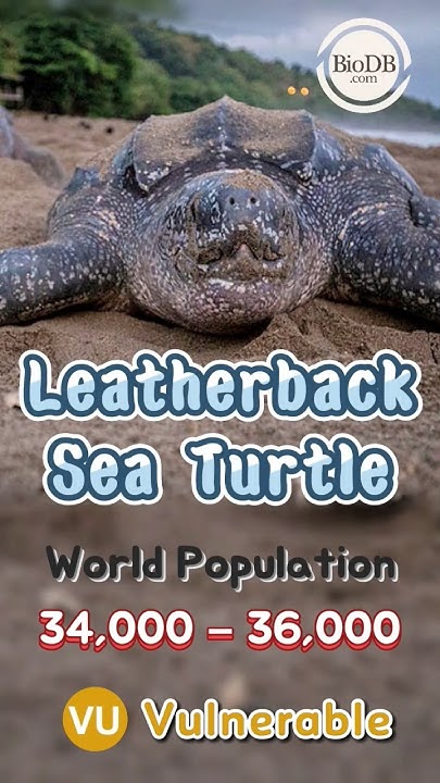 🐢Leatherback sea turtle facts, distribution & population | BioDB #biodb ...