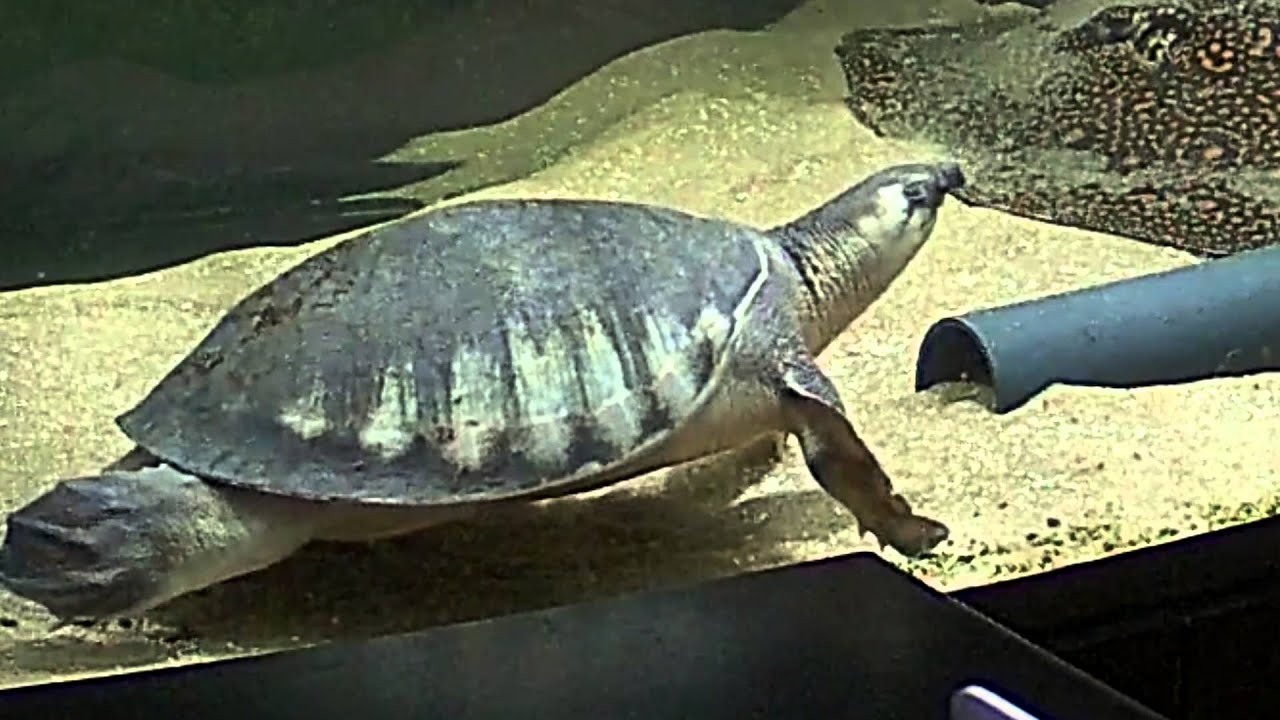 Pigbert is sleeping - YouTube