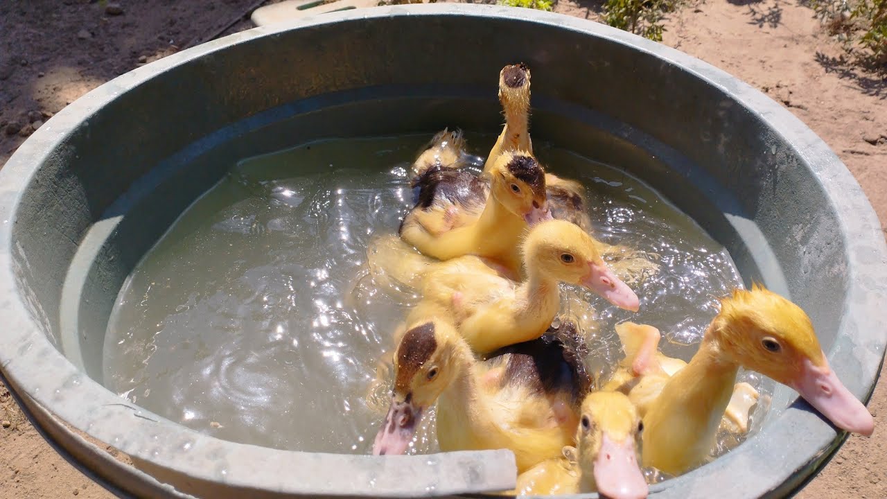Cute!!! Ducklings Swimming in the Bucket! Beautiful Baby Duck - YouTube