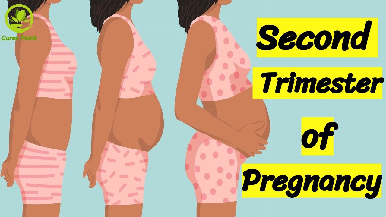 Second Trimester Of Pregnancy What U Need To Know YouTube second-trimester-of-pregnancy-what-u-need-to-know-youtube