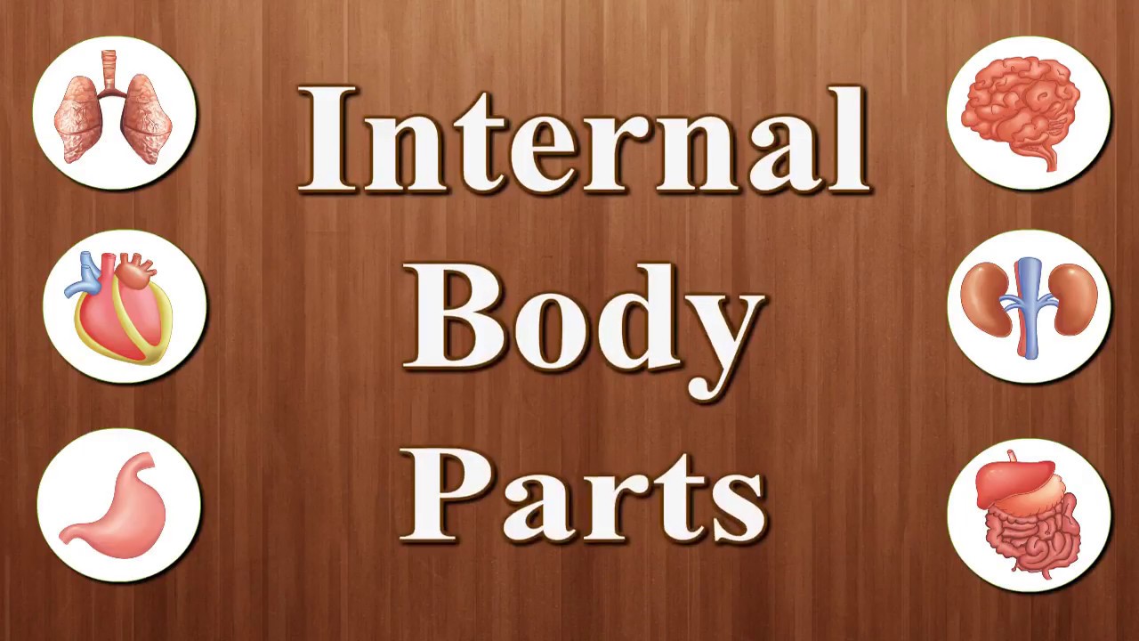 Internal Body Parts - YouTube