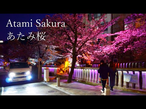 The early-blooming cherry blossoms \