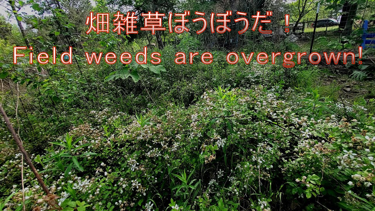 3年放置した雑草だらけの畑の草取り動画＊Weeding weeded fields that have been left ...