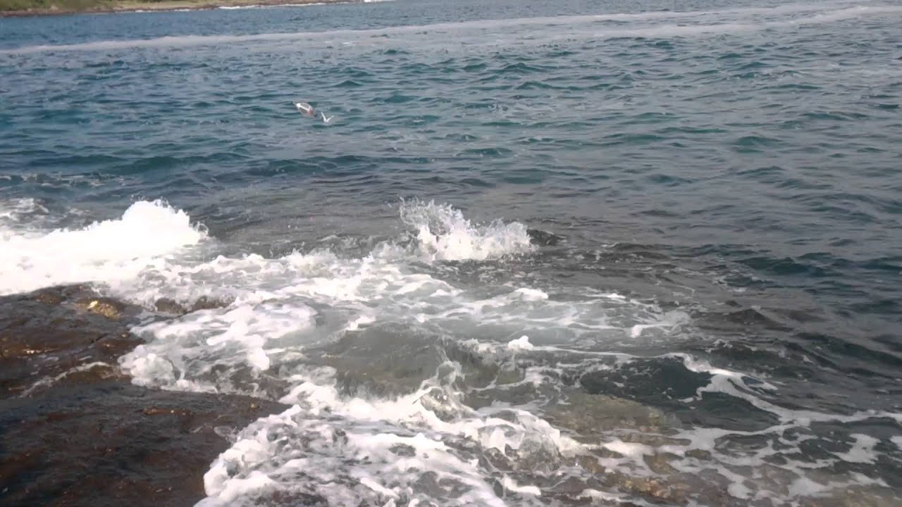 King fish at Bass Point Shellharbour - YouTube