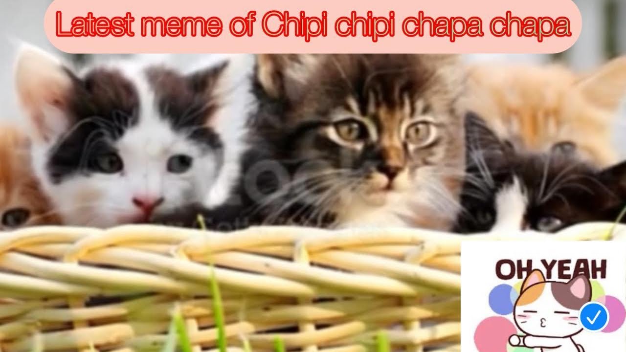 Chipi chipi chapa chapa meme- cats dancing - YouTube
