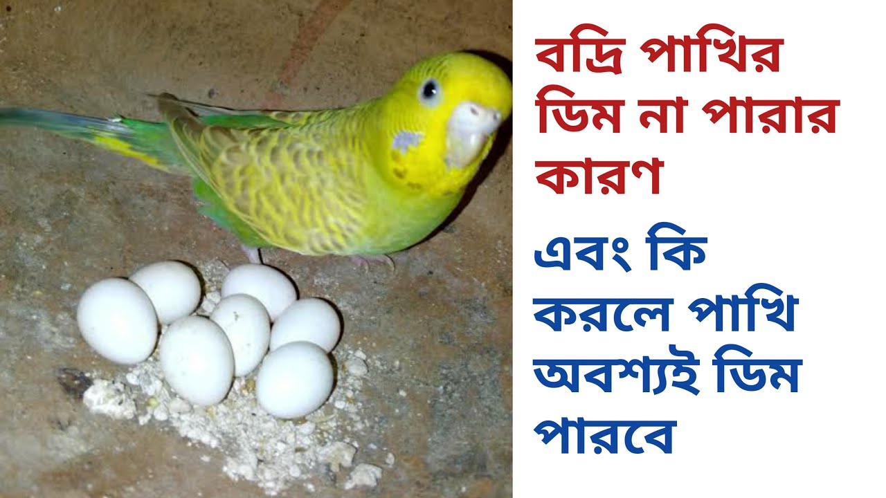 বাজরিগার পাখির ডিম না পারার কারণ এবং কি করলে অবশ্যই ডিম বাচ্চা করবে ...