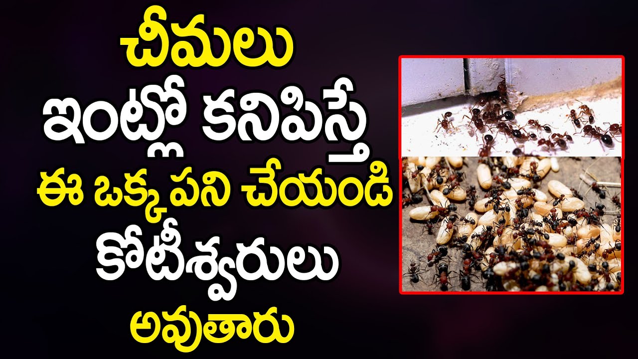 చీమలు ఇంట్లో కనిపిస్తే ఈ ఒక్క పని చేయండి | Chimalu Intloki Vasthe Em ...