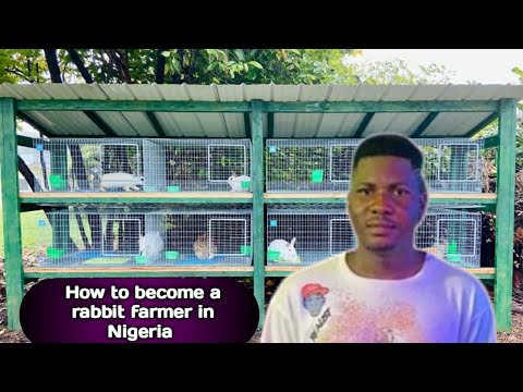 How you can become a Rabbit Farmer in Nigeria/how to start up a rabbit ...