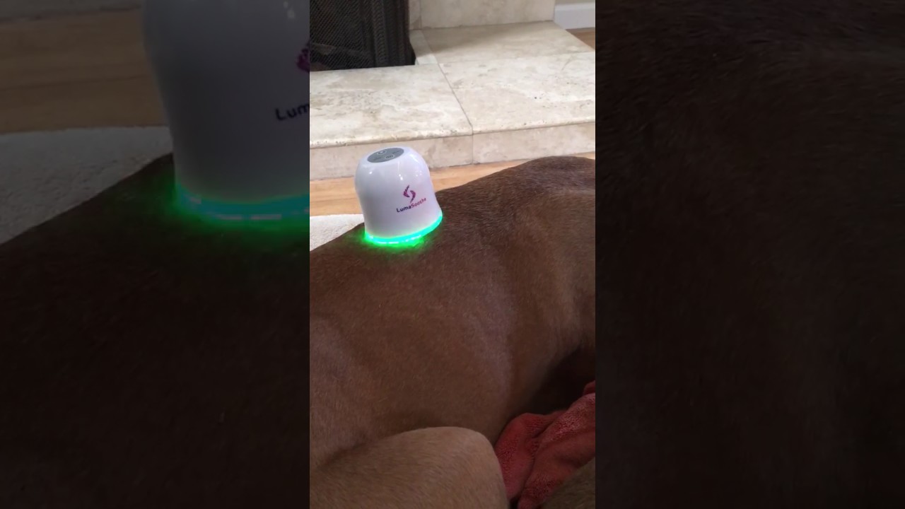 Using Light Therapy on My Dog - YouTube