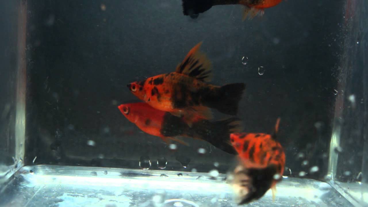 Painted Swordtails Hi Fin - YouTube