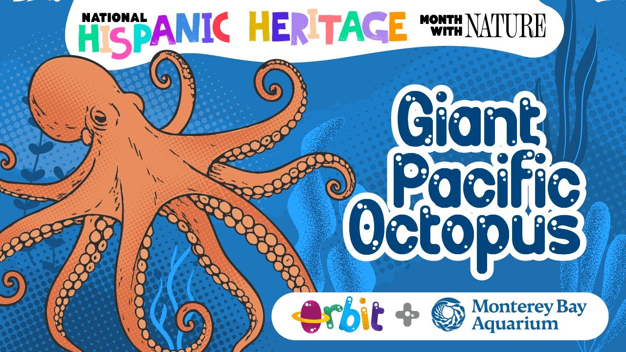 Giant Pacific Octopus: 8 arms and 9 brains! - YouTube