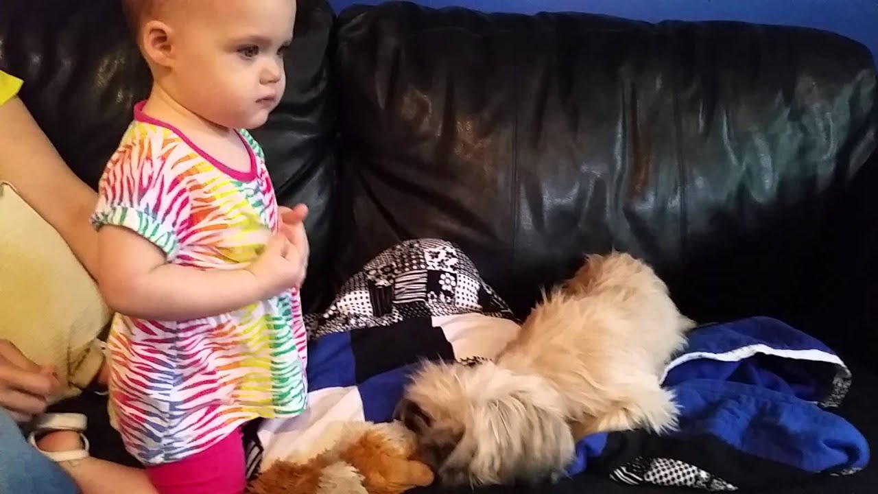 Puppy love - YouTube