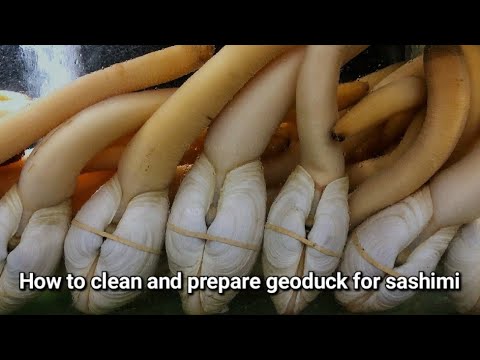 How to clean and prepare geoduck for sashimi - YouTube