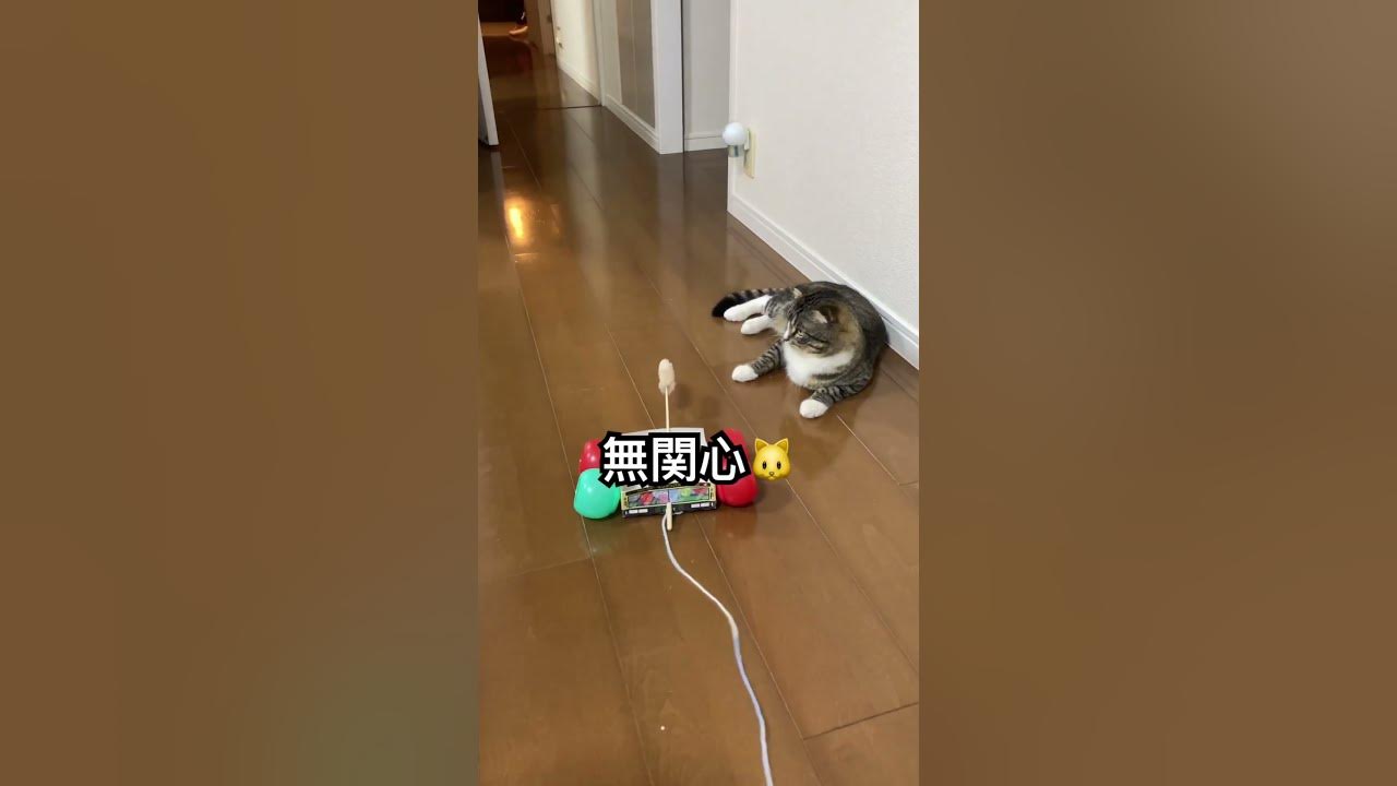 Cats are indifferent to his toys. #cat #funny #爆笑 #cute #かわいい猫 #スコティッシュ ...