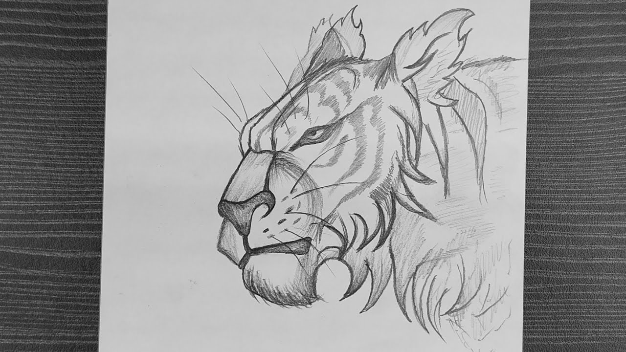 How To Draw Realistic Tiger Face || How To Draw A Tiger Easy || Step By ...