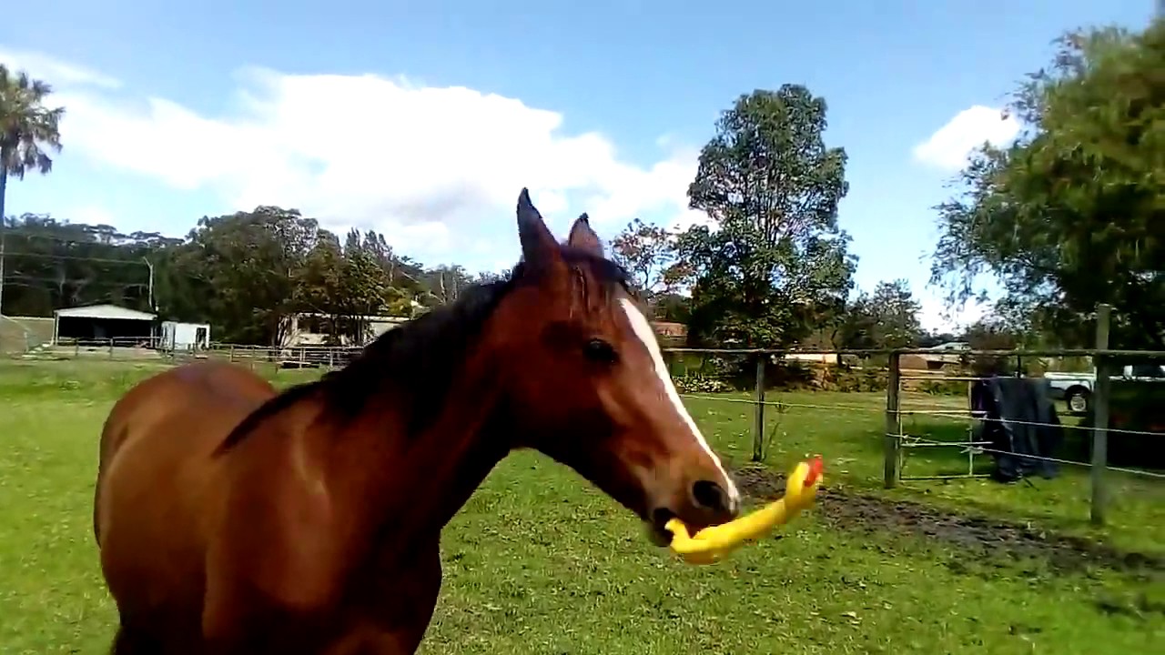 Horse with screaming duck/Лошадь и кричащая утка - YouTube