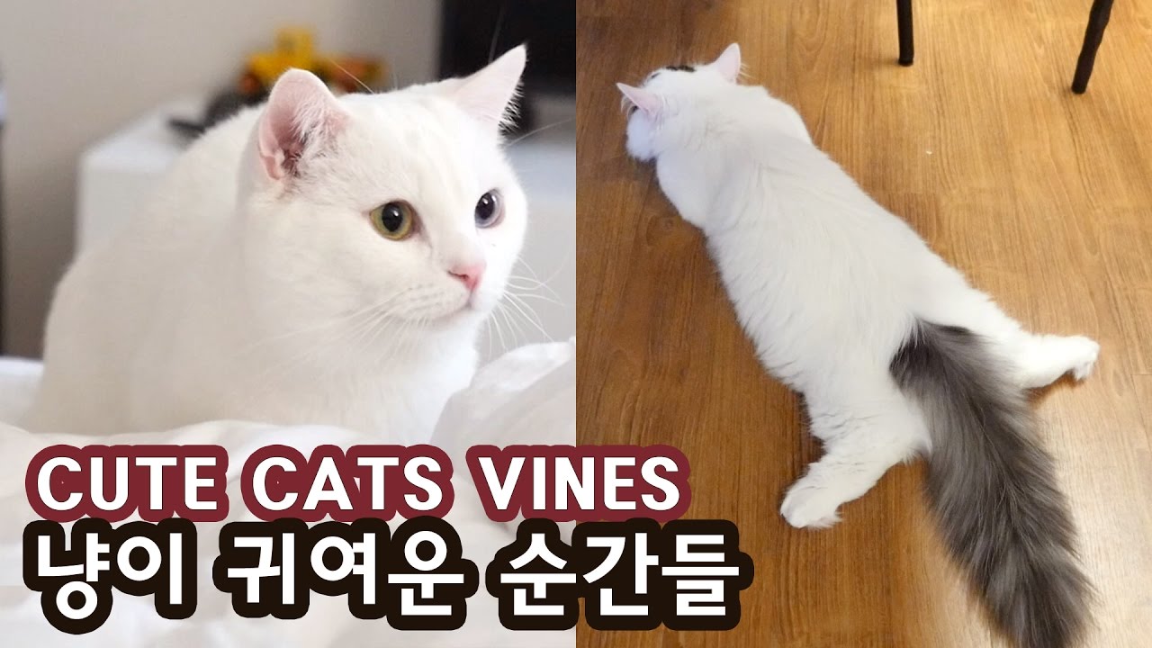 꼬부기 쵸비 귀여운 순간들 CUTE CATS VINES COMPILATION - YouTube