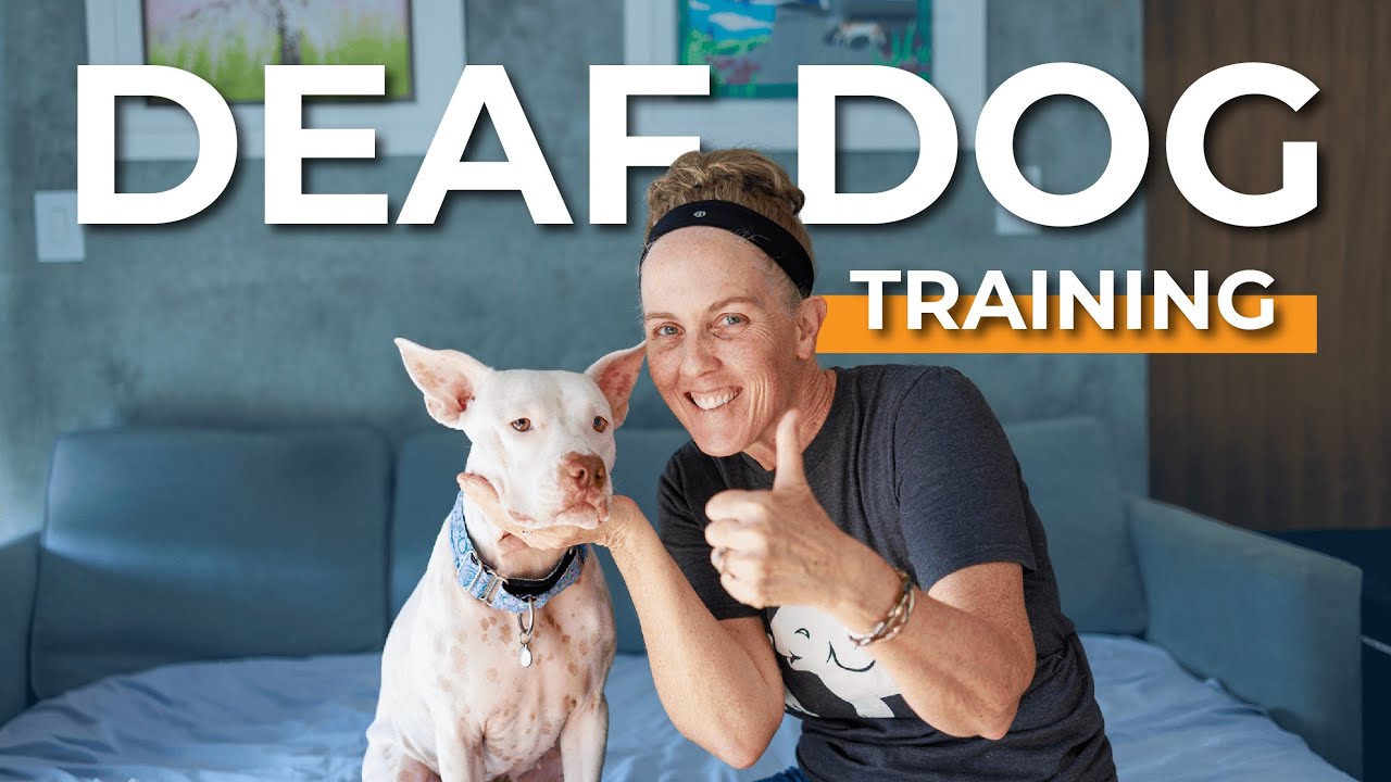DEAF DOG TRAINING: The SECRET to Perfect Communication (Fast!) - YouTube