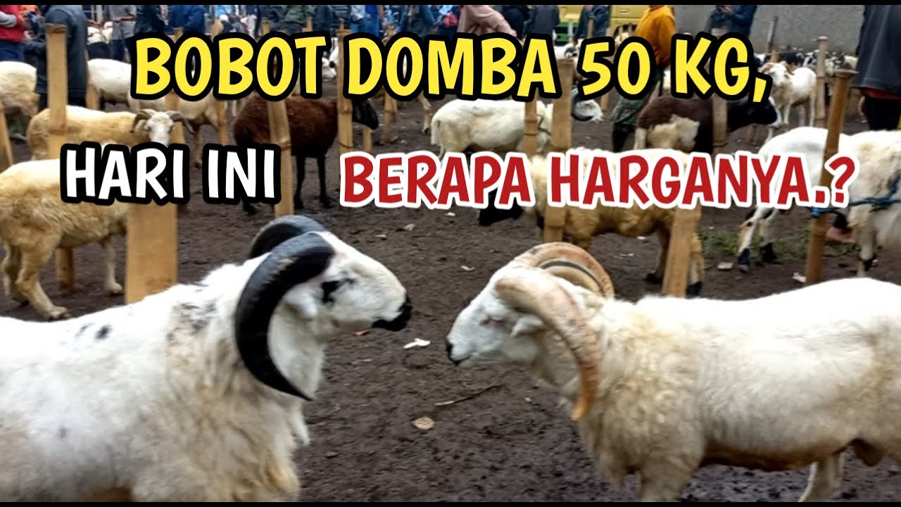 pasar domba batujajar info harga domba qurban bobot 50 kg - YouTube