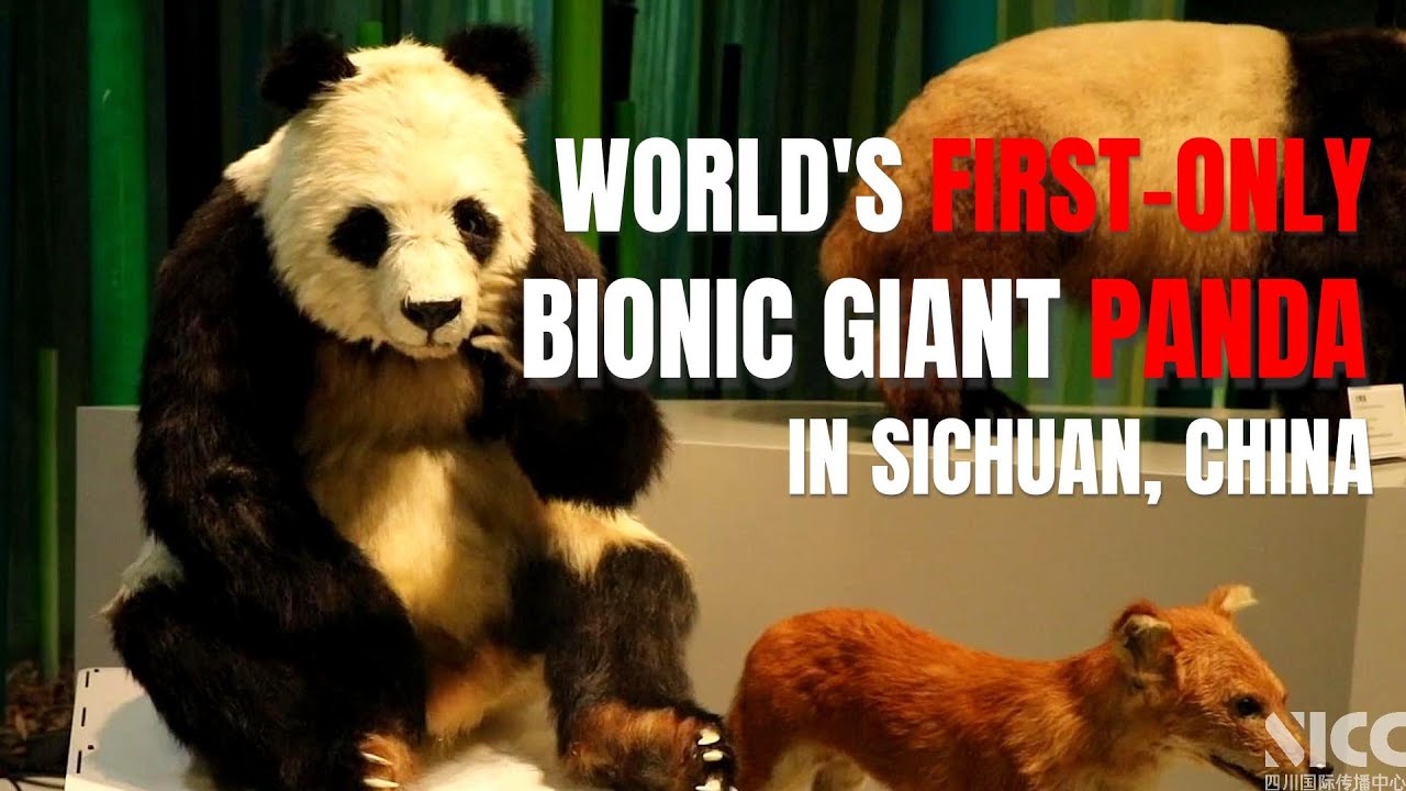 The World’s First Only Bionic Giant Panda Robot Officially Unveiled! 全球 ...