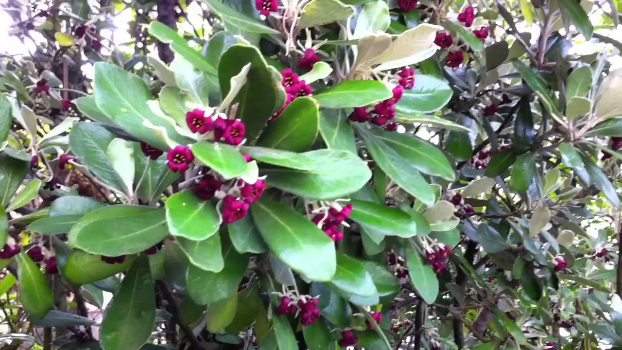 Karo flower and tree - YouTube