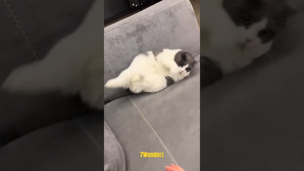 Random Cat Videos #1 #catvideos #cute #funny #pets #shorts #viralvideo ...