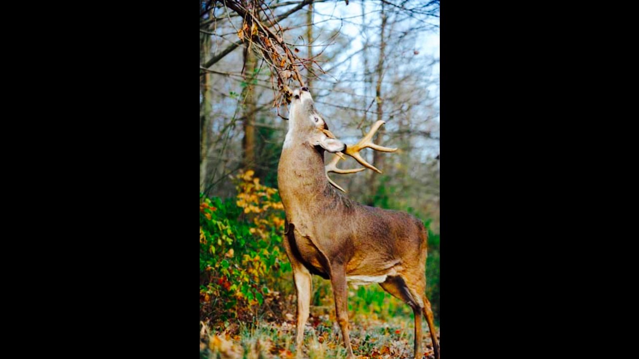 In season mock scrape's..secrets for buck activity... - YouTube