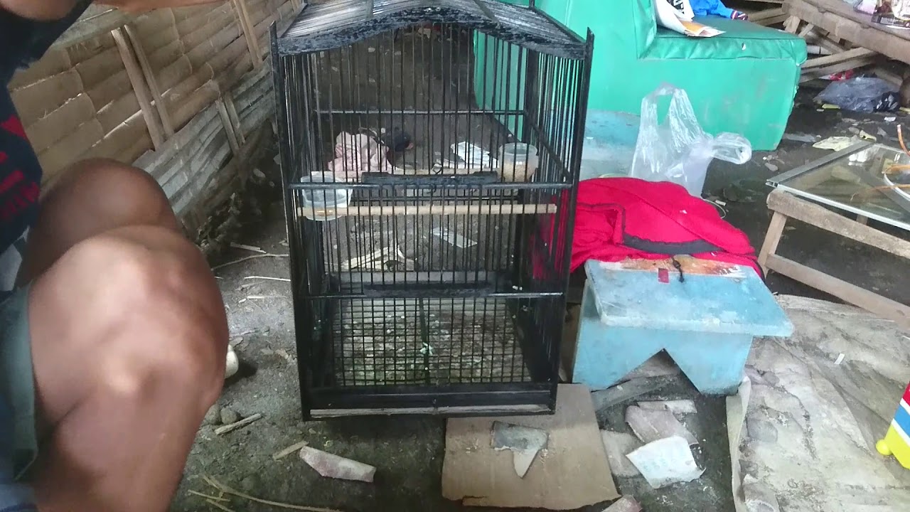 KENARI AF ,LOPER .DAPAT KIRIMAN KENARI HARGA TERJANGKAU - YouTube