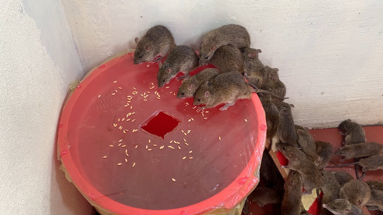 The most effective mouse trap 2021 | How to catch a mouse simple and ...