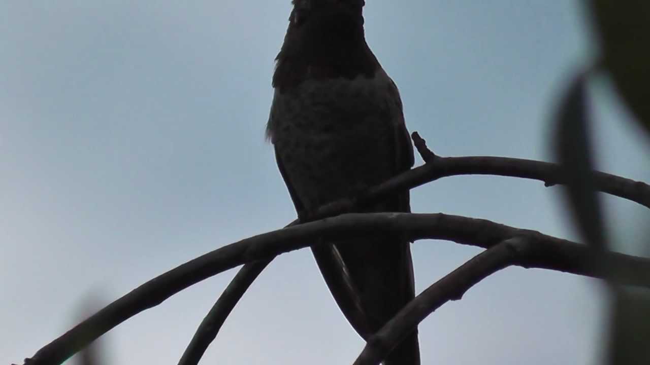 my pet hummingbird alpha male funny cute bird humming bird whistle ...