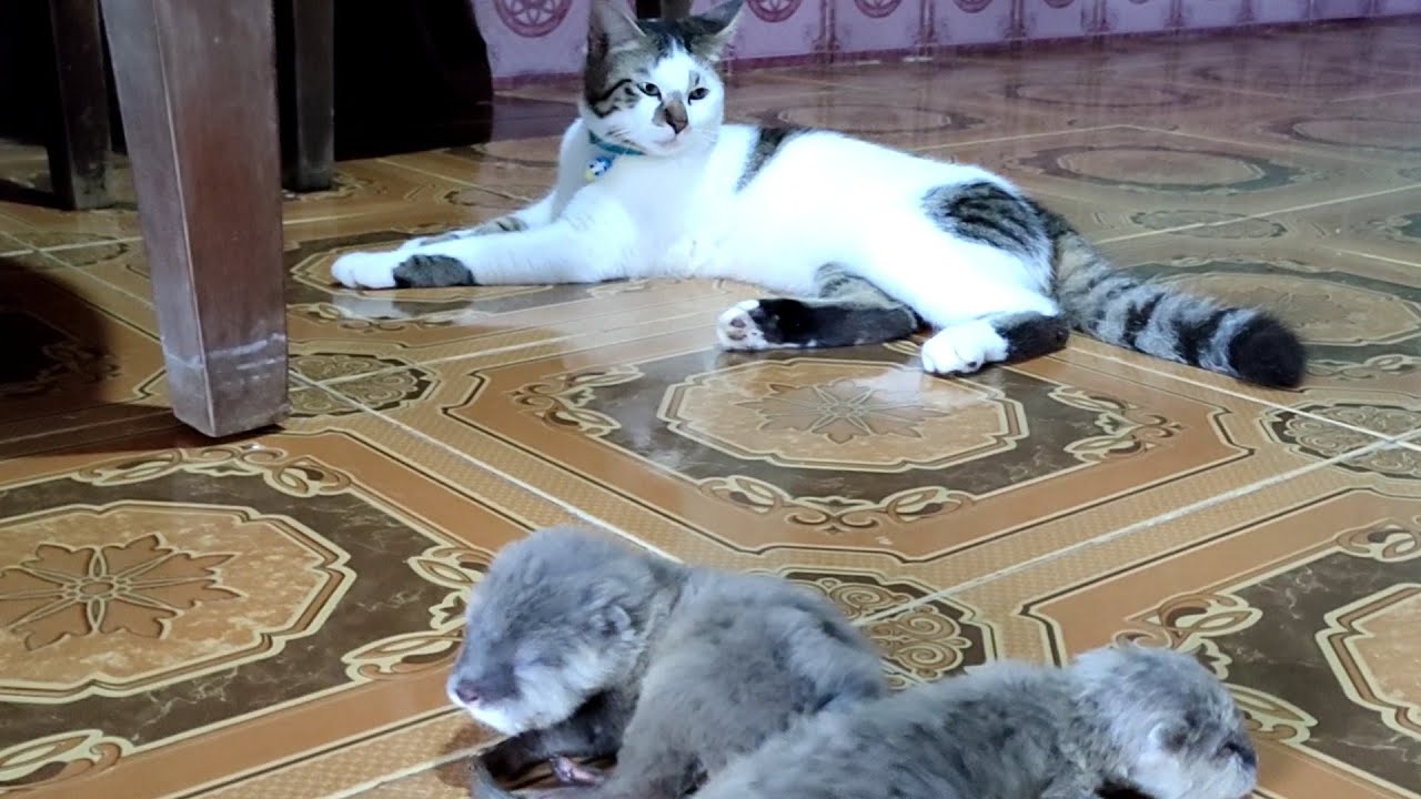 Mengenalkan baby Otter ke Olla si Kucing 3 warna - YouTube