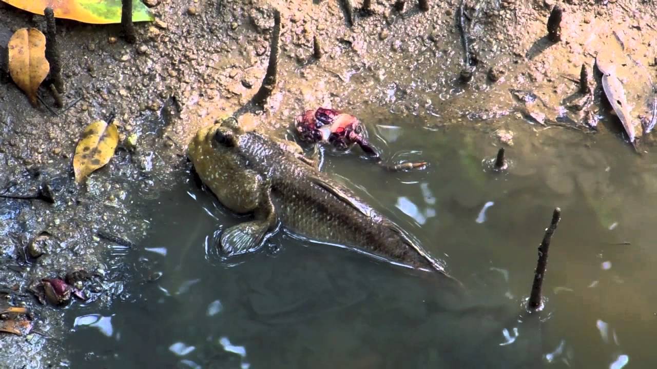 Giant Mudskipper Munching Crab @ Pasir Ris Mangrove - YouTube