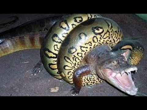 Giant Anaconda Kills Giant Crocodile - YouTube