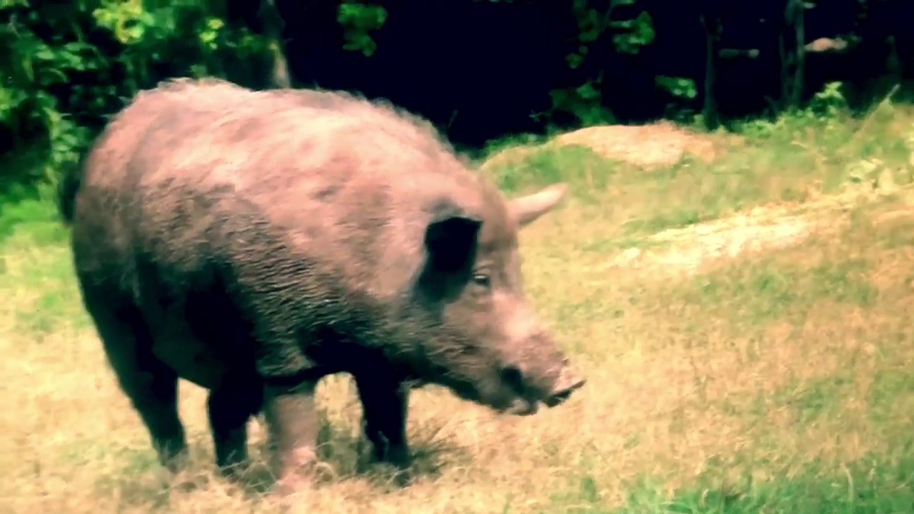 Stay Hog Safe Pt. 1 - YouTube