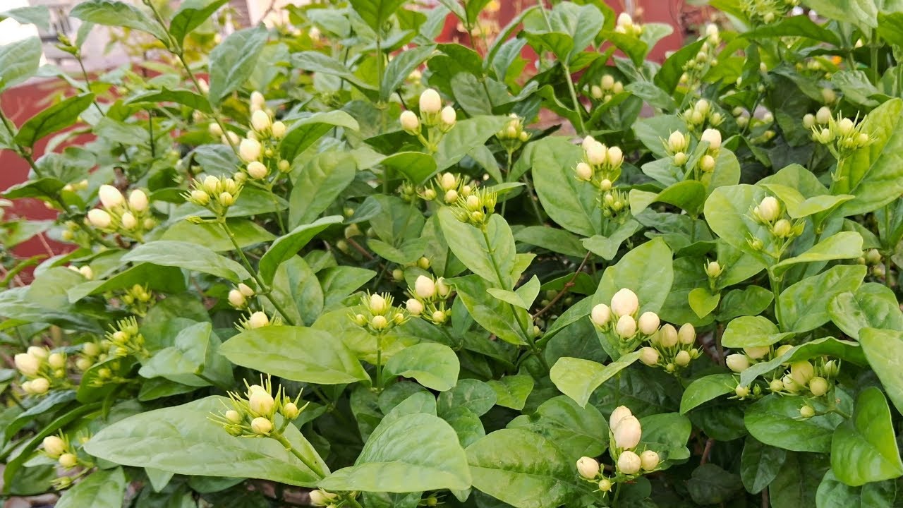 உங்கள் மல்லிகை செடியும் இப்படி பூக்க வேண்டுமா? Do you want your Jasmine ...