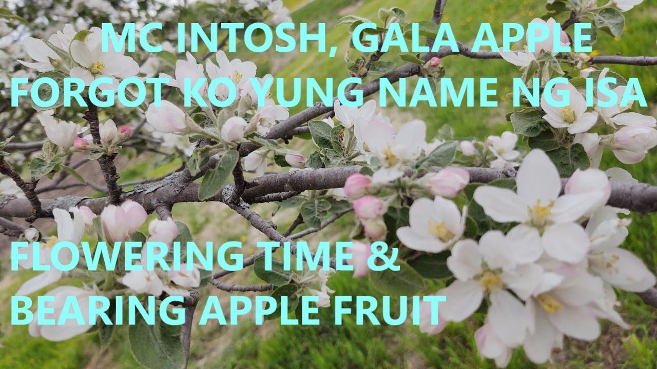 APPLE & MULBERRY TREES, FLOWERING THEN MAY BUNGA NA - YouTube