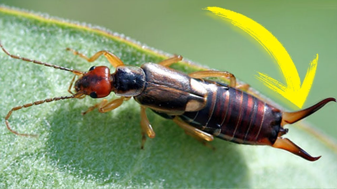 Hice un Huerto! Pero las Tijeretas se las comen :( - YouTube