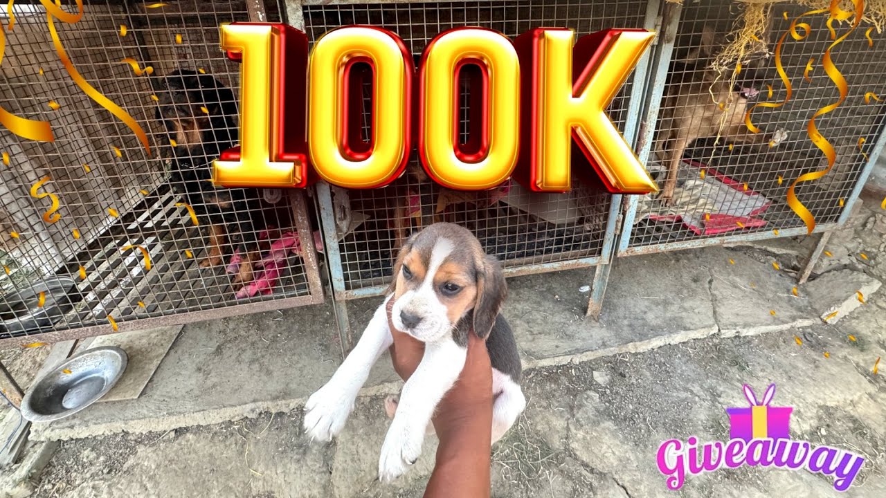 100k Celebration 🎉 || Dog Giveaway 🐶 - YouTube