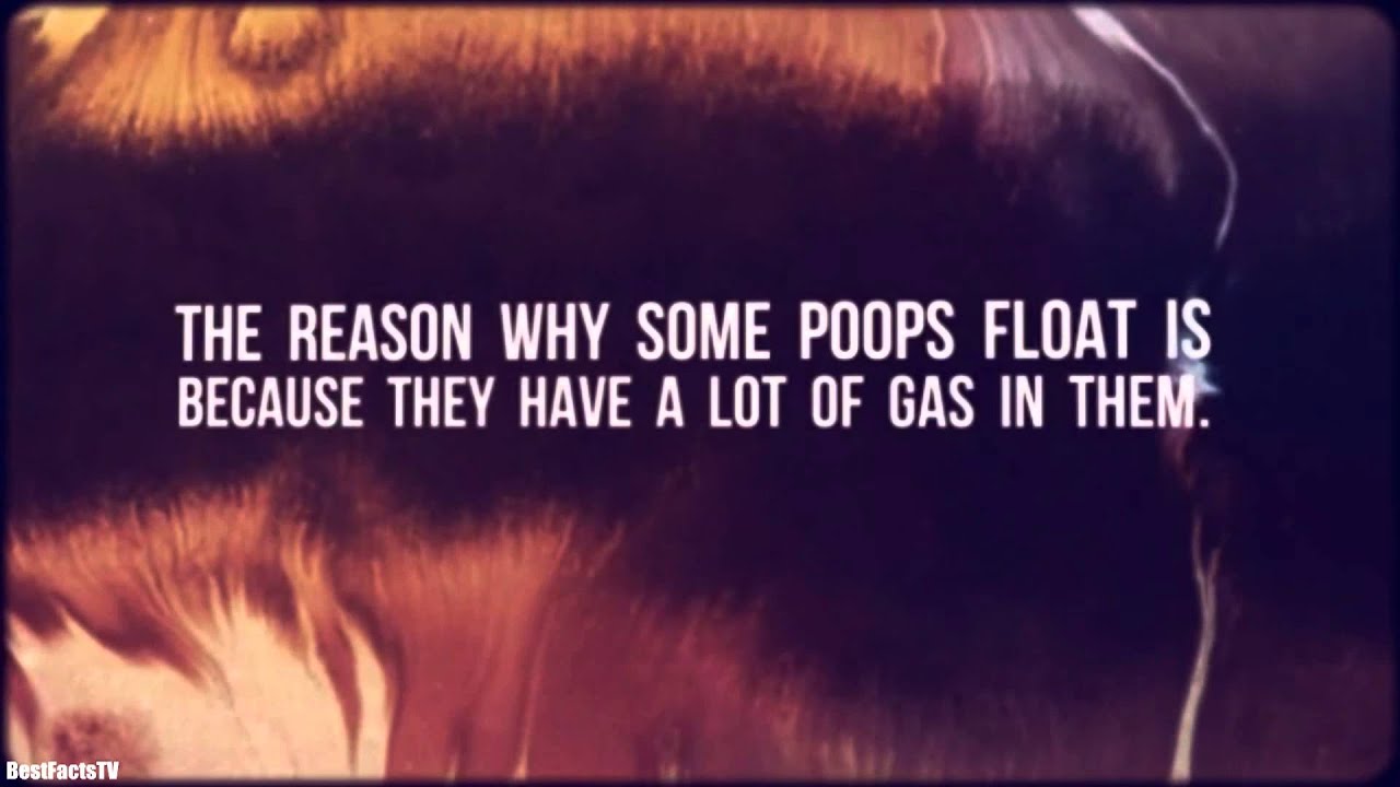 10 Interesting Facts About Poop YouTube 10-interesting-facts-about-poop-youtube