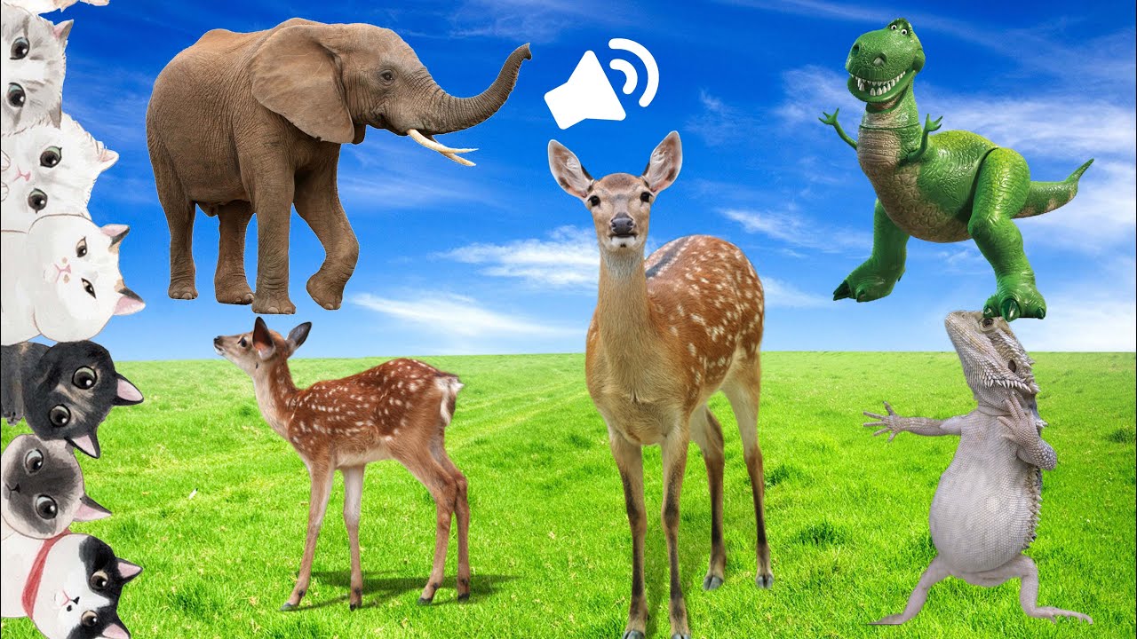 Animal sounds around us: Panda, Owl, Elephant, Giraffe, Rabbit, Bird ...