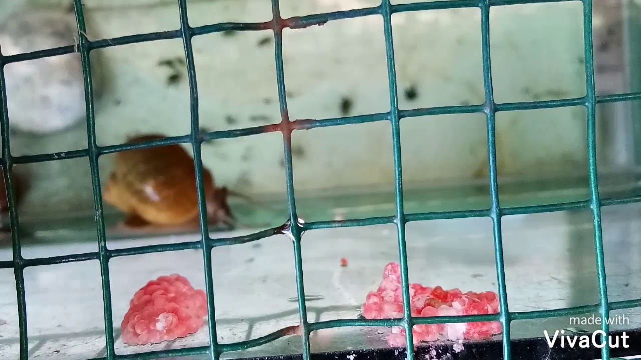 Apple Snail Egg Hatching!!! - YouTube