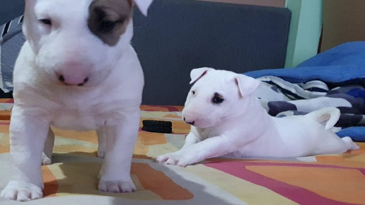 Cuantos Cachorros Puede Tener Un Bull Terrier