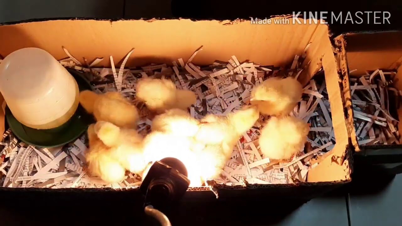 How to grow a 45 days old chicken - YouTube