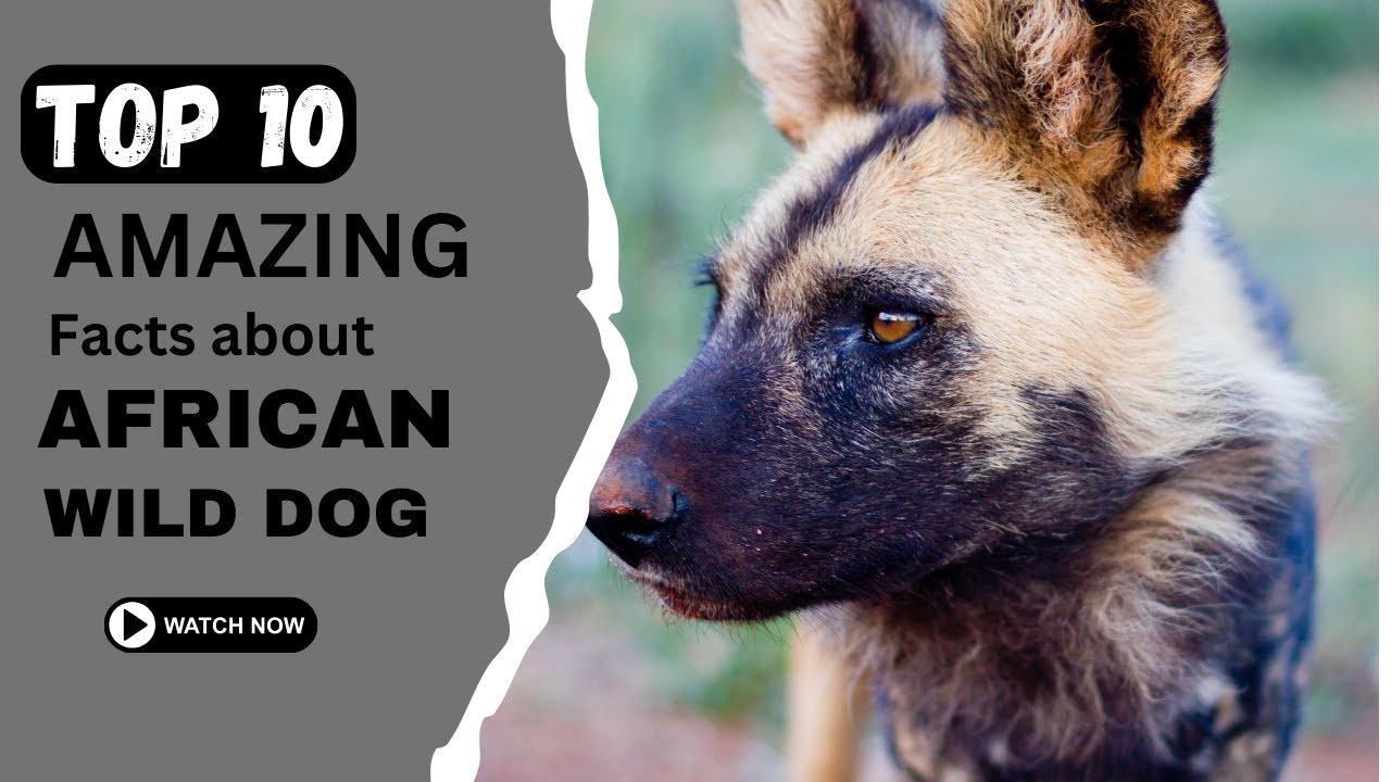 Top 10 amazing Facts about African Wild Dogs - YouTube