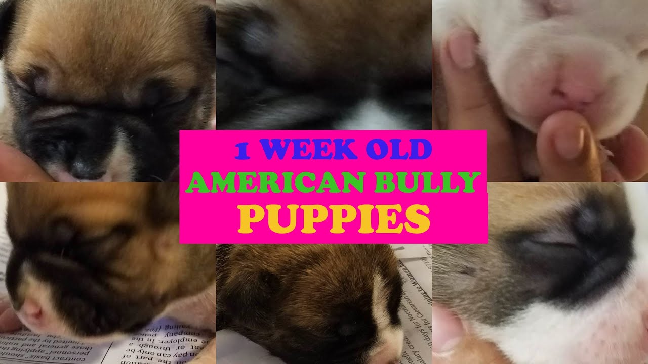 1-Week Old American Bully Puppies - YouTube