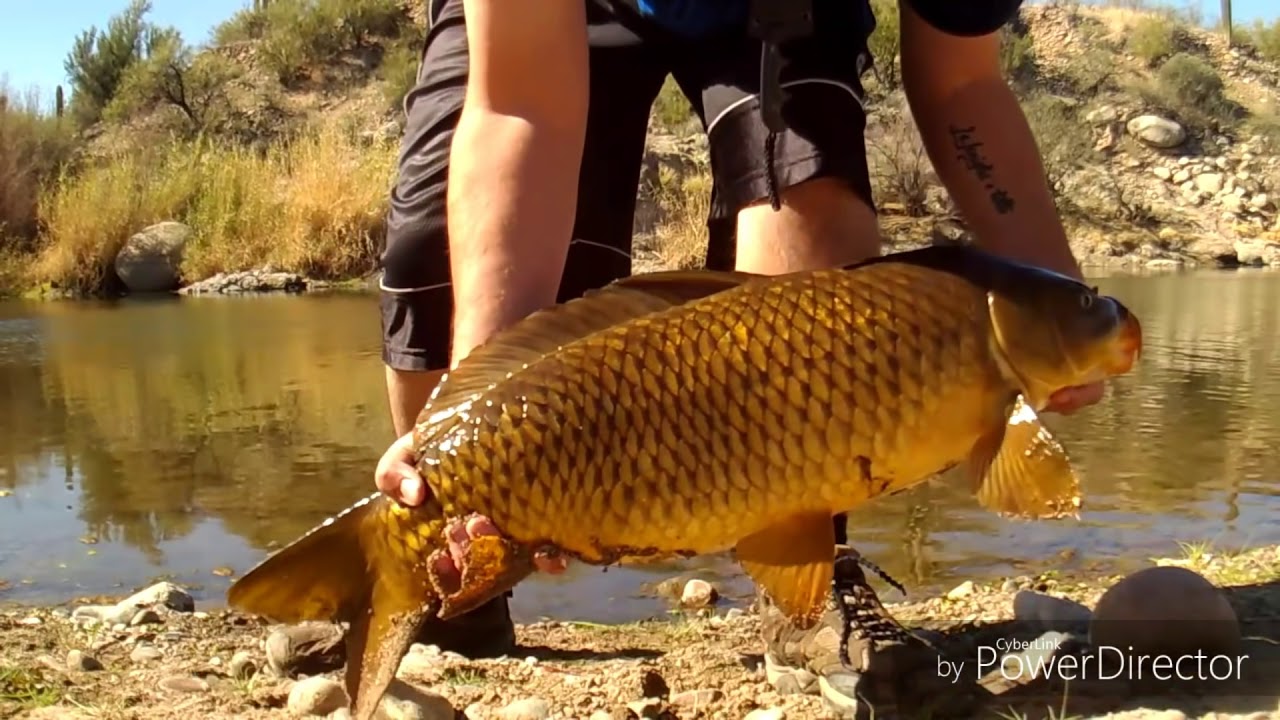 Lower Salt River Hike & Carp Fishin! - YouTube