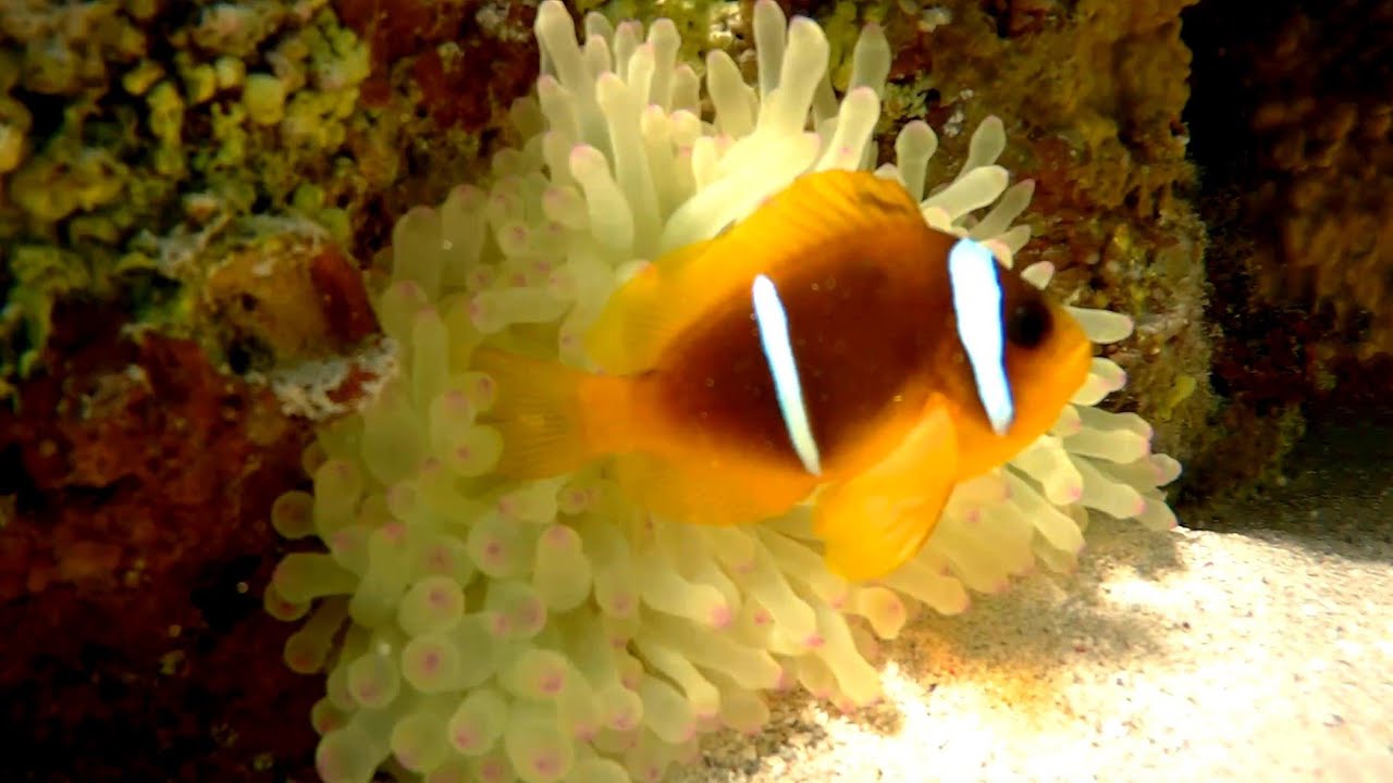 Two-banded anemonefish, Nemo fish (Amphiprion bicinctus), Двухполосый ...