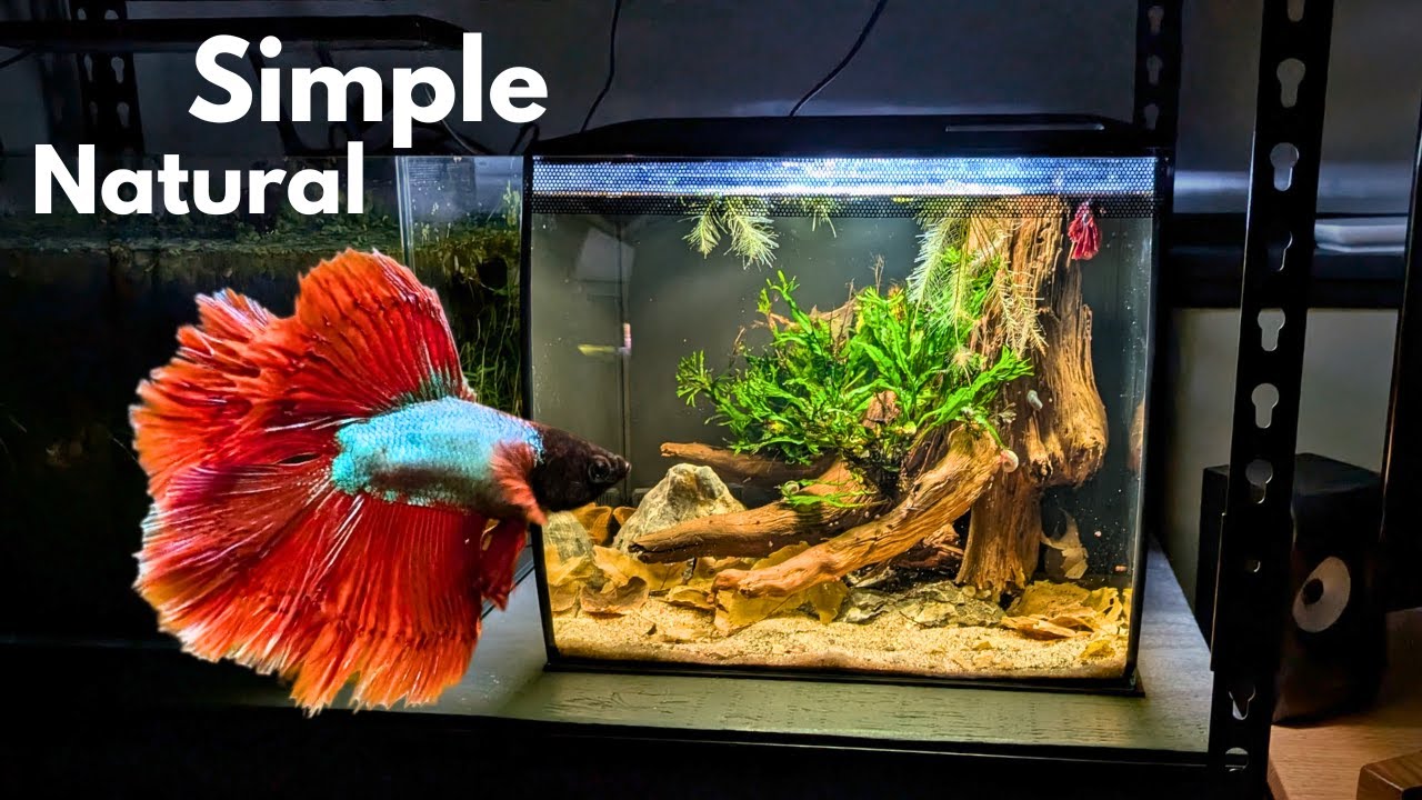 Setting up the PERFECT betta tank : A step by step guide - YouTube